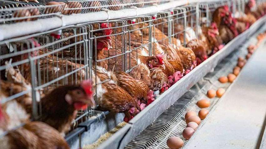10 Advantages of Raising Chickens in Battery Cages